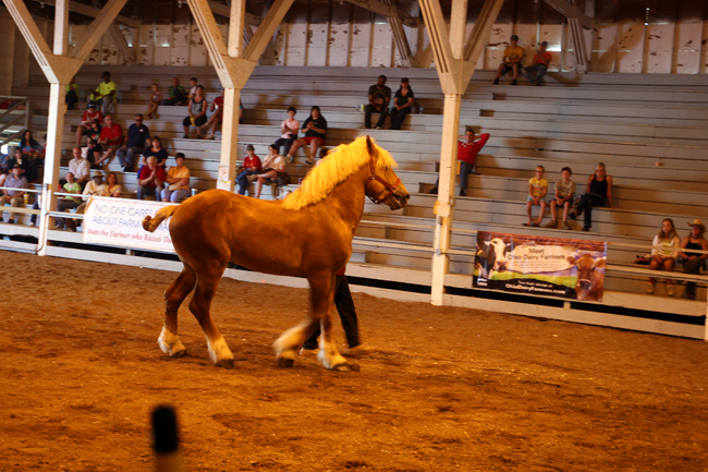 2013_cuyfair_d2 329.jpg | Cuyahoga County Fair