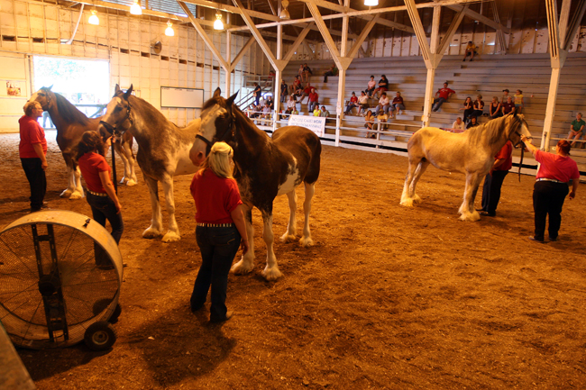 2013_cuyfair_d2 373.jpg | Cuyahoga County Fair