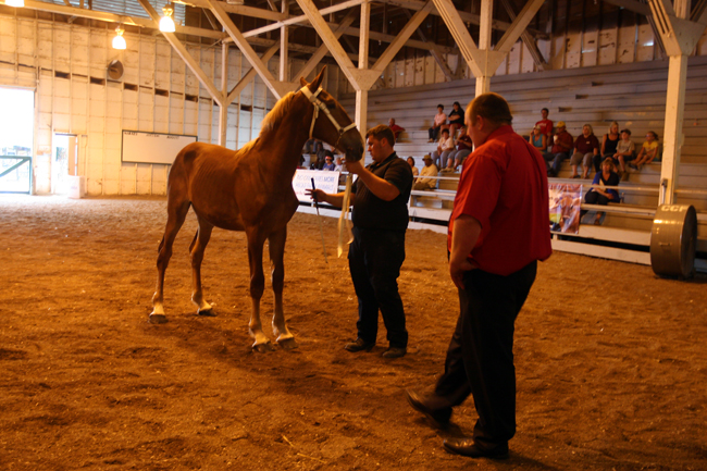 2013_cuyfair_d2 411.jpg | Cuyahoga County Fair