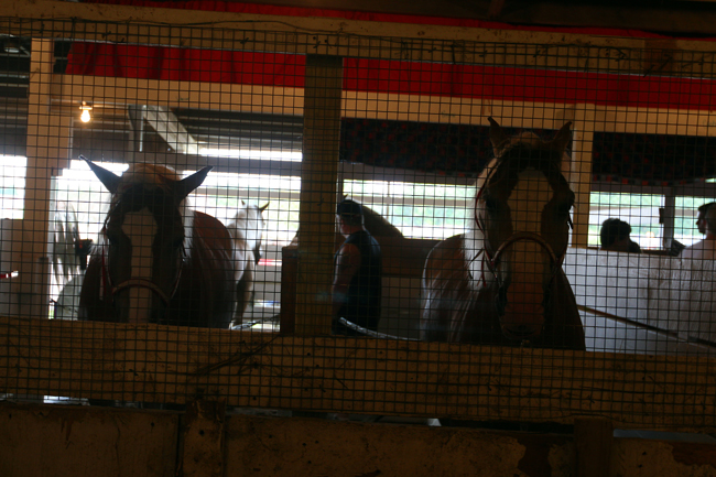 2013_cuyfair_d2 416.jpg | Cuyahoga County Fair