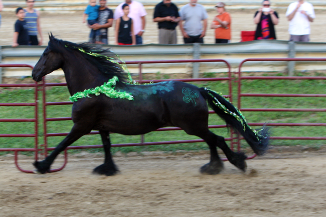 2013_cuyfair_d2 614.jpg | Cuyahoga County Fair